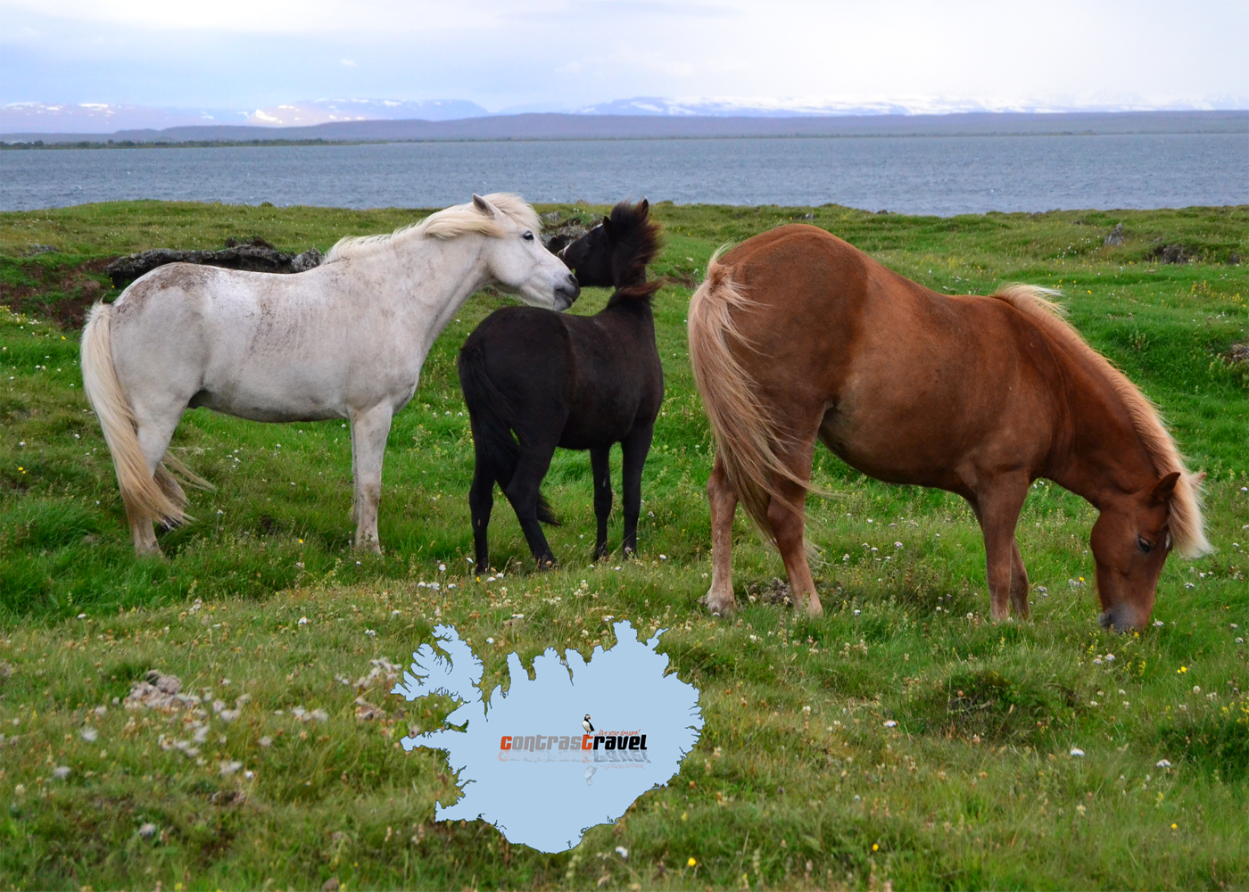 Islandpferde - Farbenvielfalt und fünf Gänge