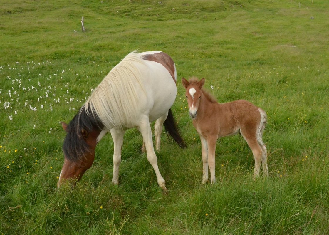 Islandpferde - Farbenvielfalt und fünf Gänge